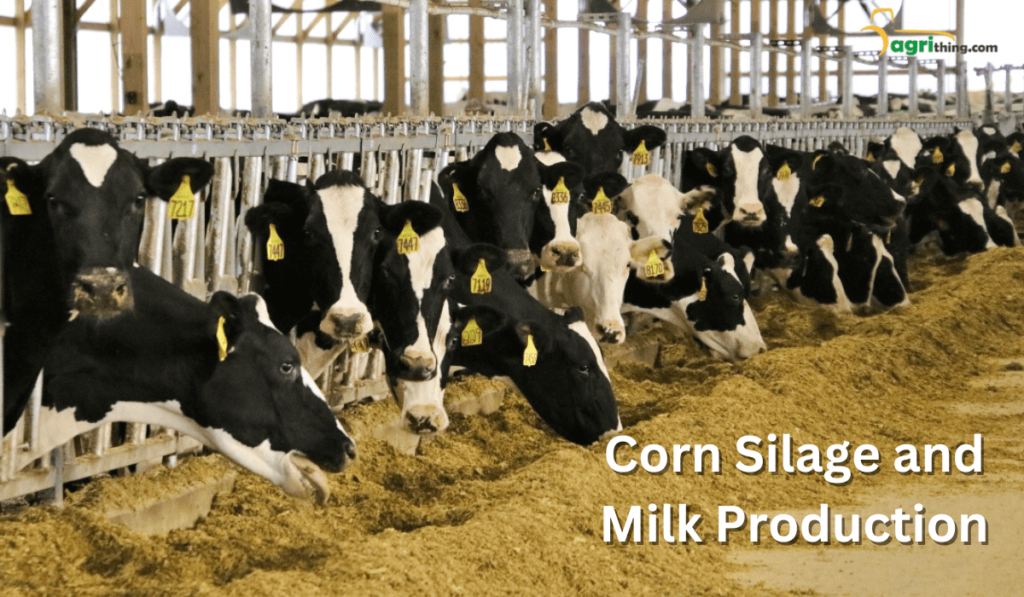 Corn Silage Testing: Ensuring Optimal Feed Quality - AgriThing.com