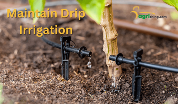 Effortless Gardening: Exploring Drip Irrigation Advantages - AgriThing.com