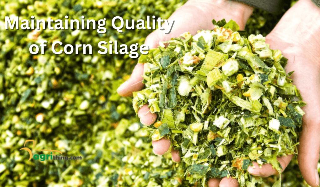 Corn Silage Harvesting: 10 Essential Tips For Successful Farming ...
