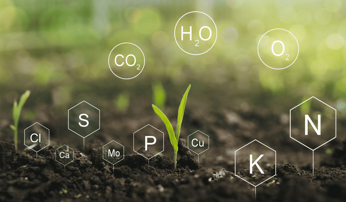 Evaluate The Quality Of Corn Fodder - AgriThing.com
