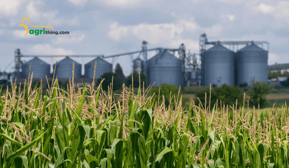 Ultimate100% Free Guide To Corn Silage Storage! Read Now! - AgriThing.com