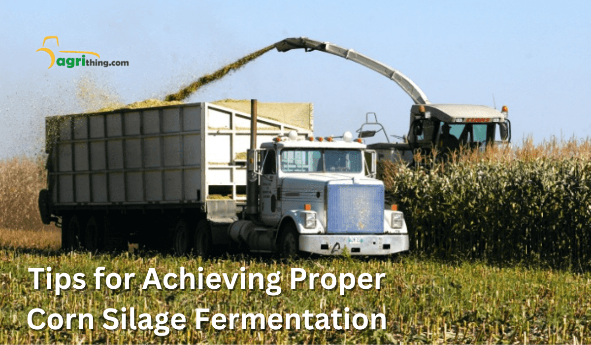 Revolutionize Your Feed With Powerful Corn Silage Fermentation ...