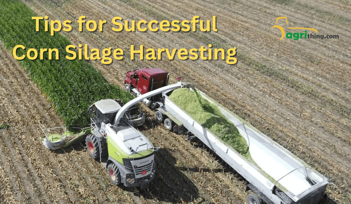 Corn Silage Harvesting: 10 Essential Tips For Successful Farming ...