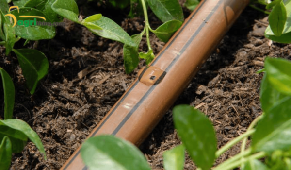 Mastering Drip Irrigation Maintenance Tips And Tricks For Optimal Efficiency