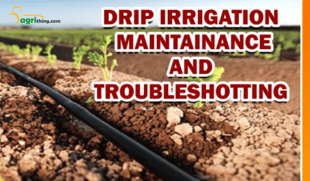 Drip Irrigation For Aromatic Plants: Delightful Scents - AgriThing.com