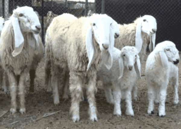 Sheep Breed In Pakistan: A Comprehensive Guide AgriThing.com