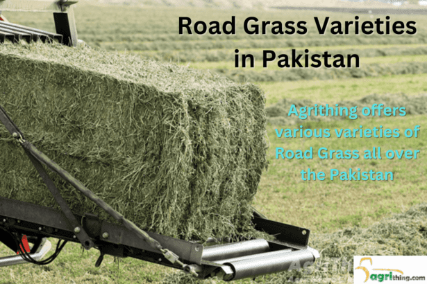 Road Grass Price In Pakistan- A Comprehensive Guide - AgriThing.com