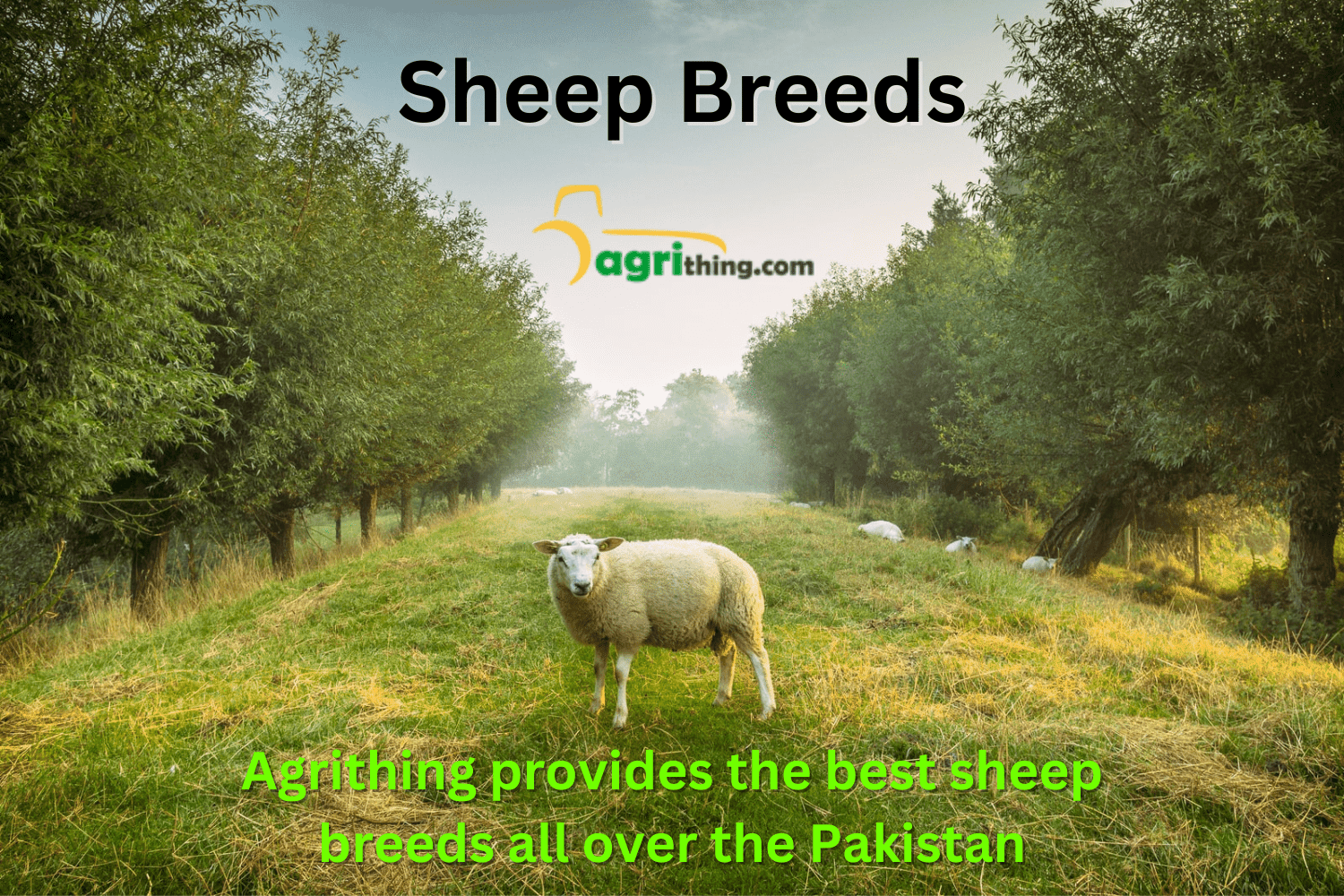Sheep Breed In Pakistan: A Comprehensive Guide AgriThing.com