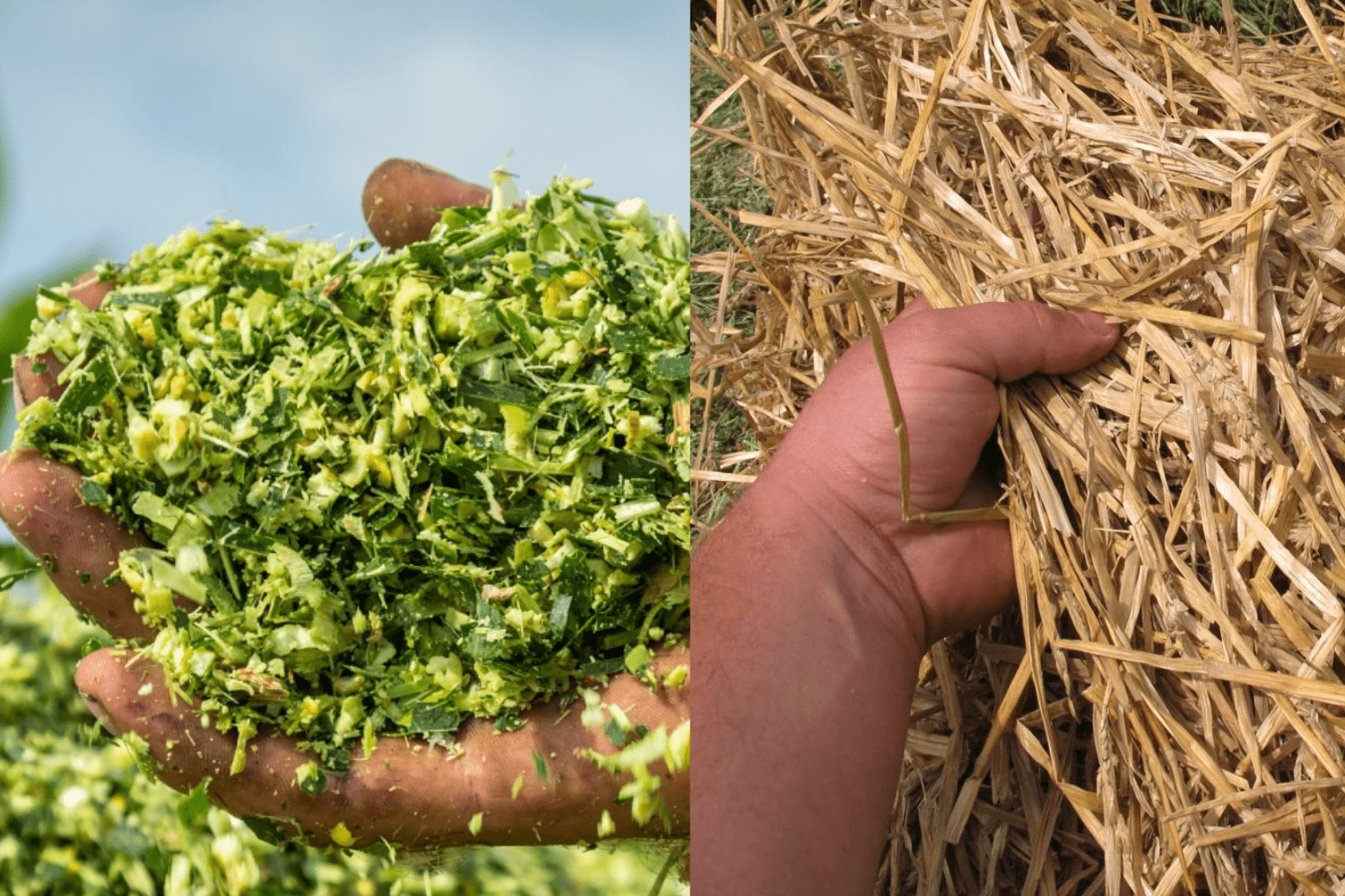 Silage Price In Pakistan: A Comprehensive Guide - AgriThing.com