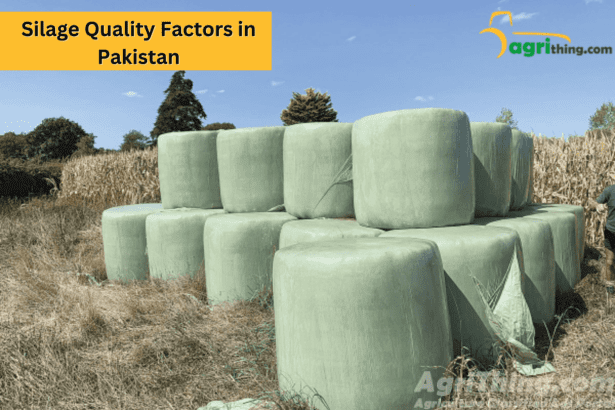 Silage Price In Pakistan: A Comprehensive Guide - AgriThing.com