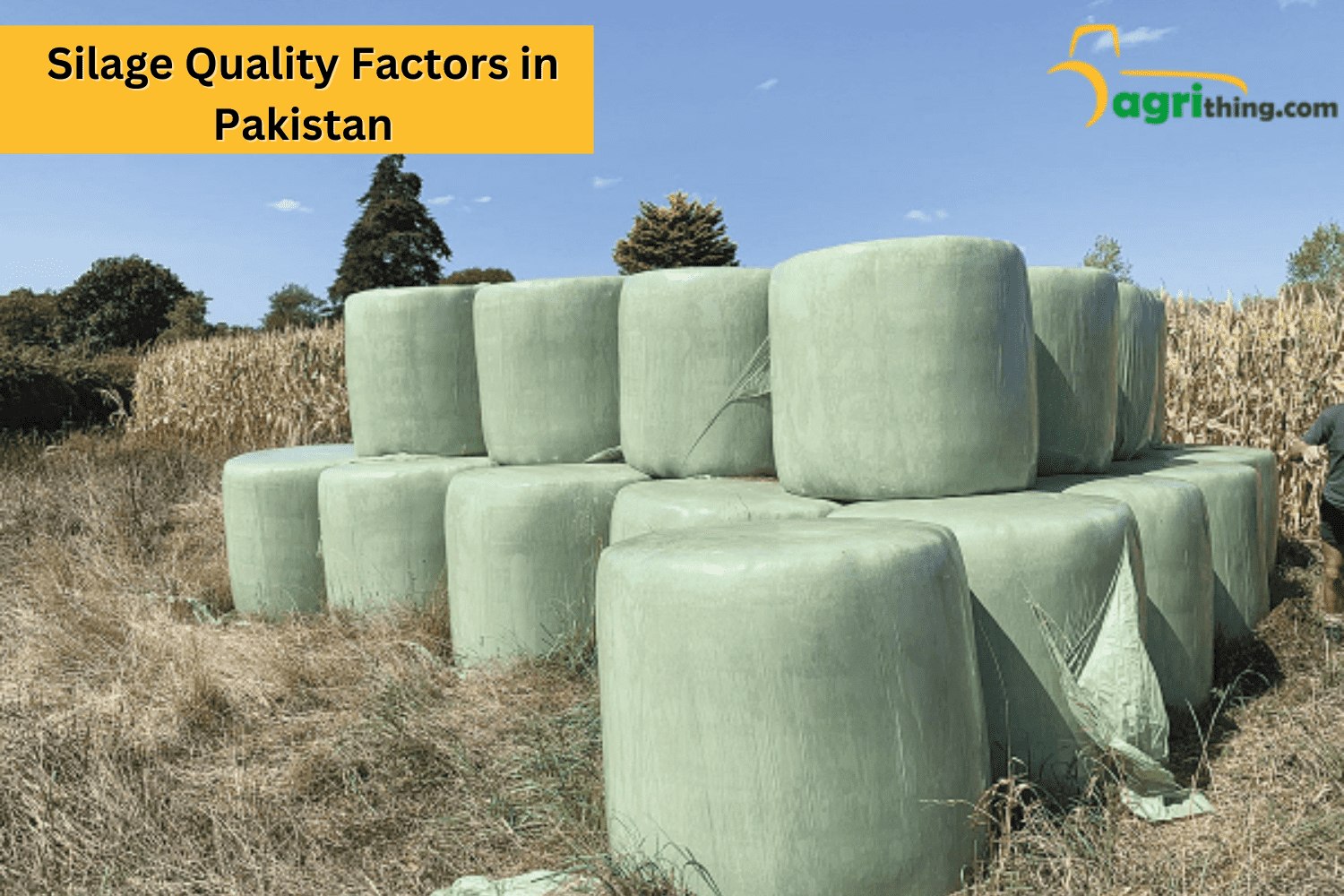 Silage Price In Pakistan: A Comprehensive Guide - AgriThing.com