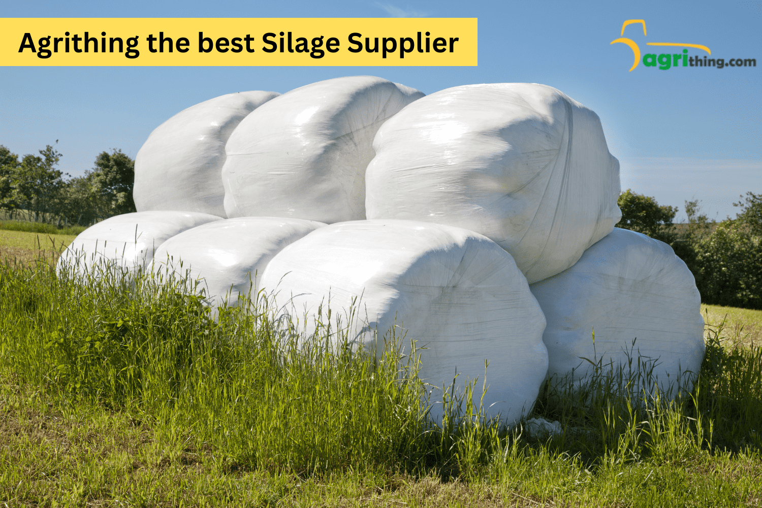Silage Price In Pakistan: A Comprehensive Guide - AgriThing.com