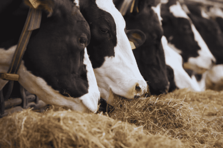 Benefits Of Corn Forage For Dairy Cows: A Complete Guide - AgriThing.com