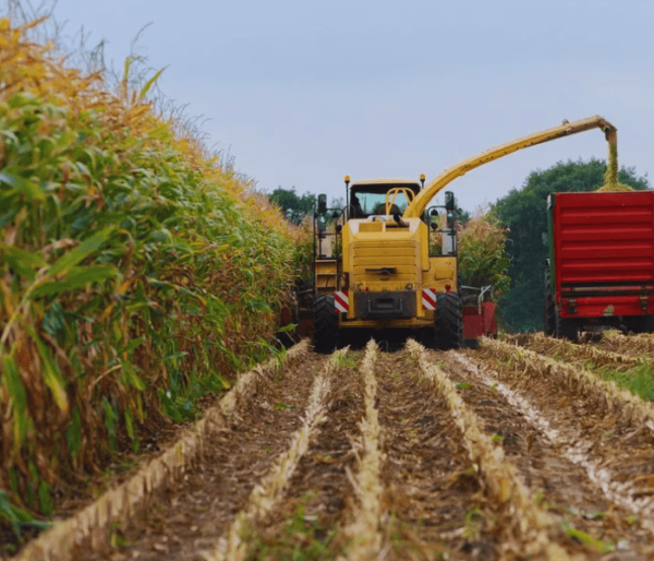Optimizing Silage Corn Chopping: Best Practices - AgriThing.com