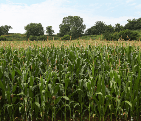 5 Surprising Ways to Super Charge Corn Silage Processing - AgriThing.com