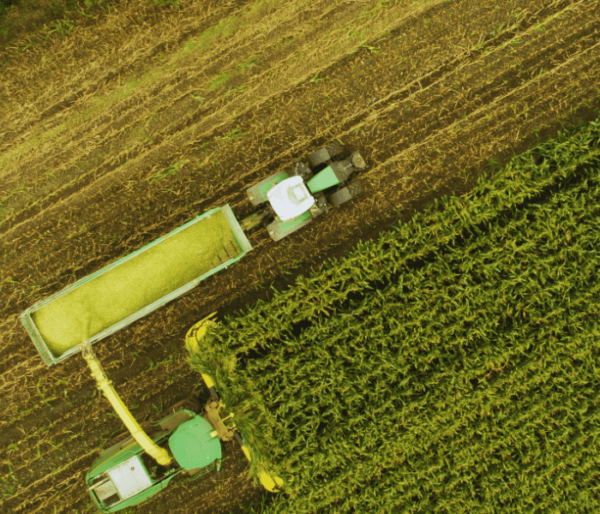 Optimizing Silage Corn Chopping: Best Practices - AgriThing.com