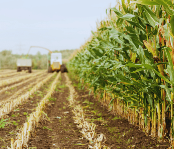 Corn Silage Testing: Ensuring Optimal Feed Quality - AgriThing.com