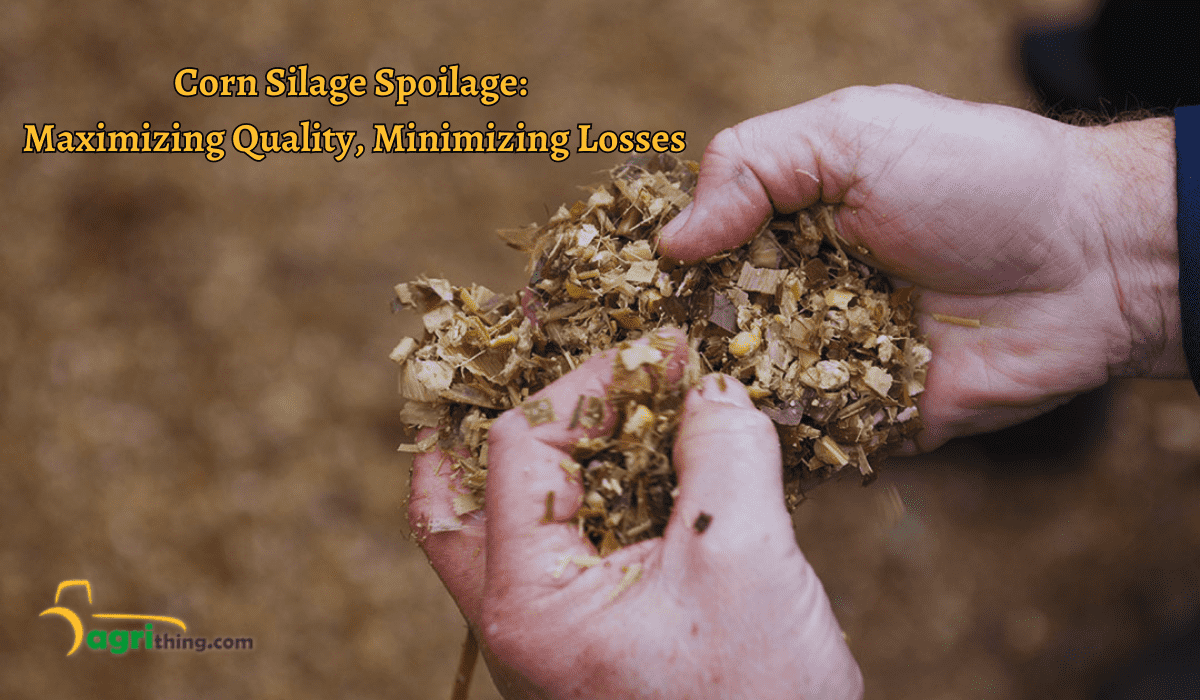 Preventing Corn Silage Spoilage: Expert Tips And Techniques - AgriThing.com