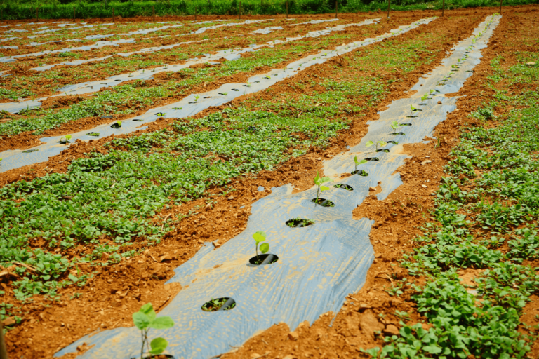 The Science Behind Trickle Irrigation: Unveiling The Magic And ...