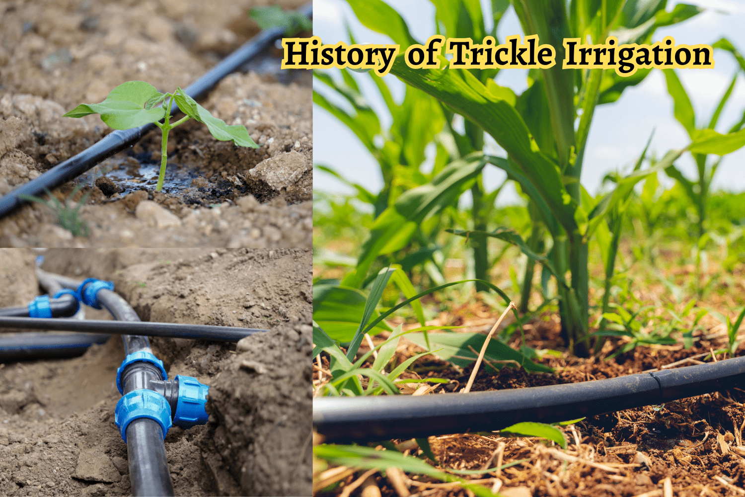 The Science Behind Trickle Irrigation: Unveiling The Magic And ...