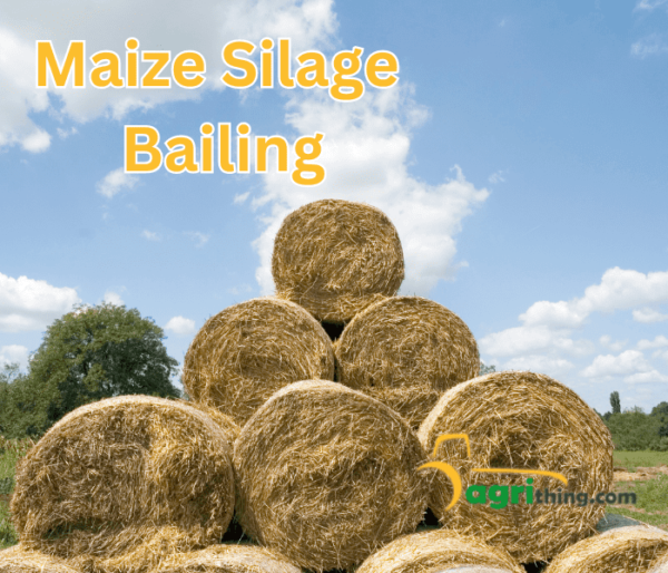 Maize Silage: 100% Premium Quality - AgriThing.com