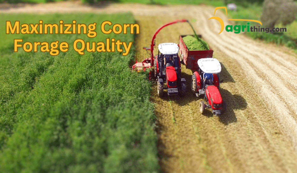 Maximizing Forage Quality: The Corn Silage Advantage - AgriThing.com