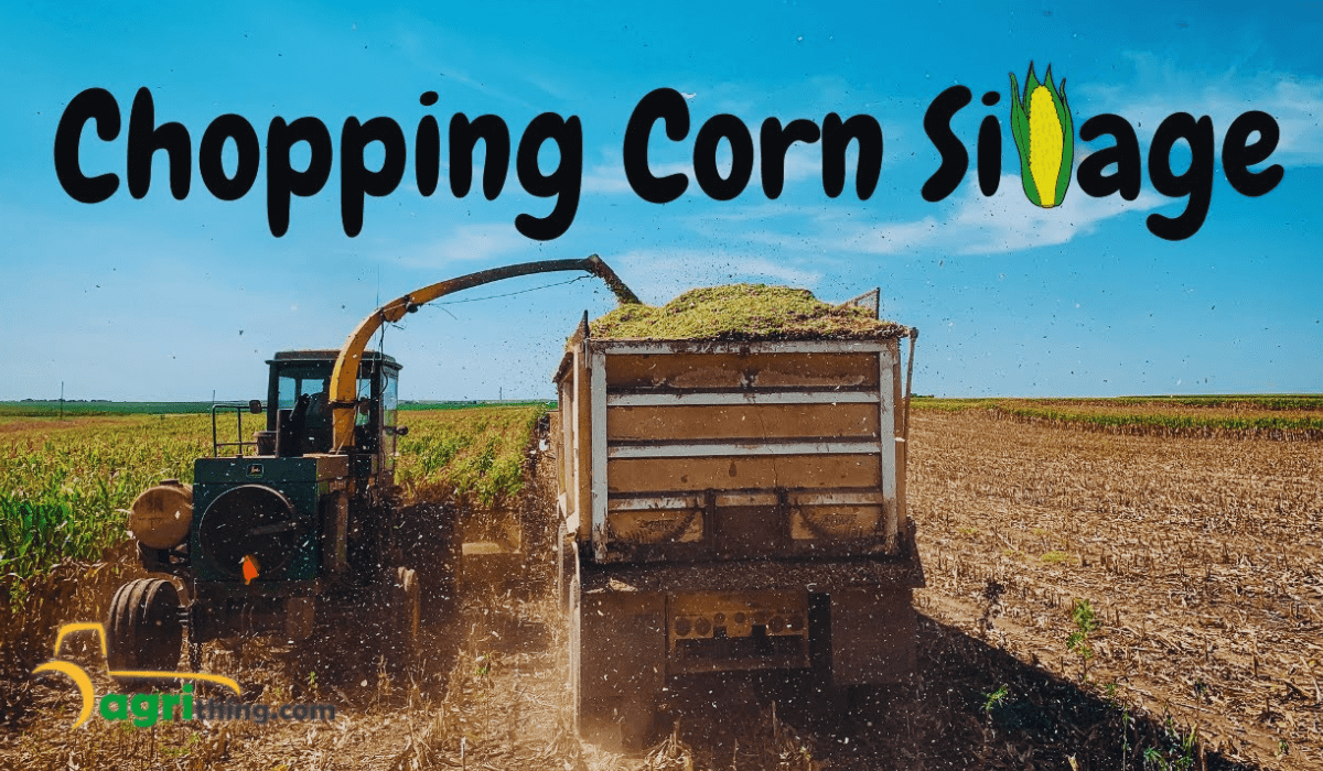 Optimizing Silage Corn Chopping: Best Practices - AgriThing.com