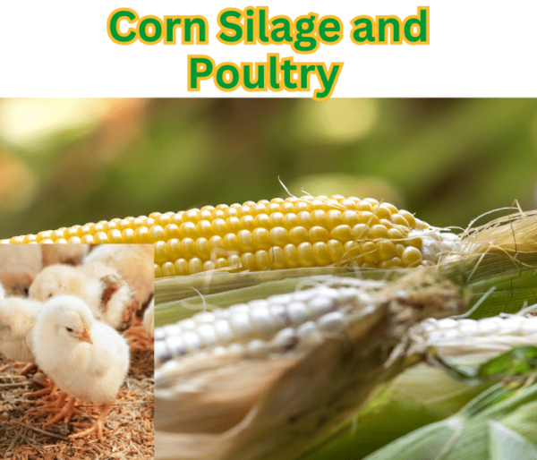 Expert Strategies For Reducing Feed Costs: Feed Budget Mastery ...