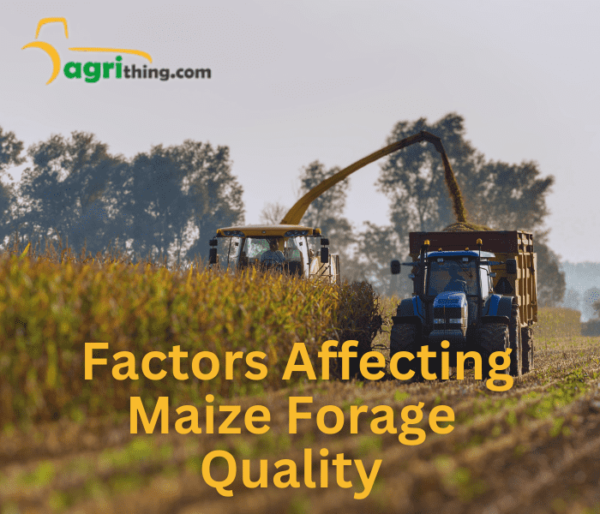 Maize Forage Quality: Expert Recommendations - AgriThing.com