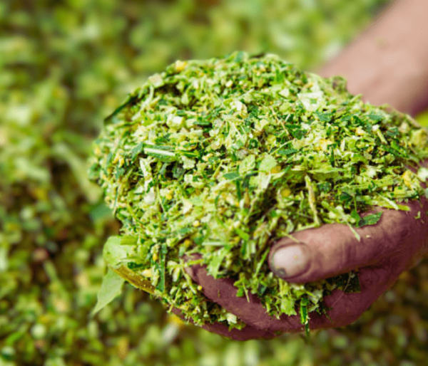 Silage Maize: The Ultimate Guide To Superior Forage - AgriThing.com