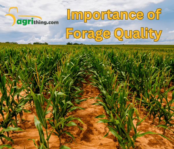 Maximizing Forage Quality: The Corn Silage Advantage - AgriThing.com