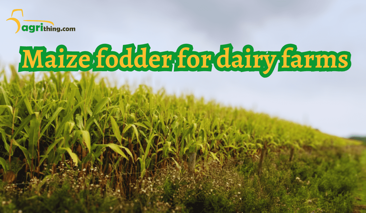 Maize Fodder: Unlock Agricultural Success - AgriThing.com