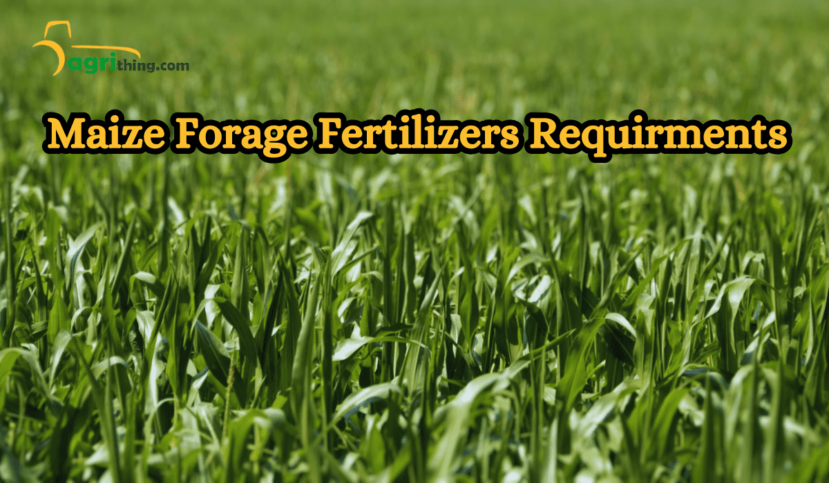 Forage Maize: Unleashing Growth And Well-being For Your Animals ...